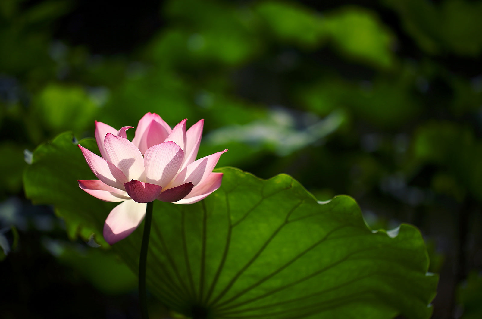 Ingredient Spotlight: Lotus